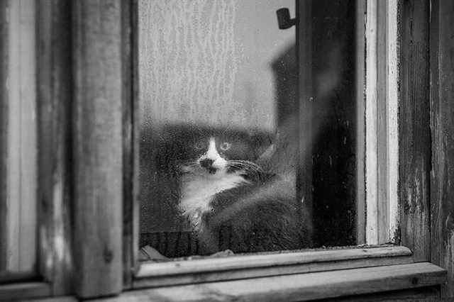 Sad Cats Waiting For Their Owner At The Window - Funistan.com